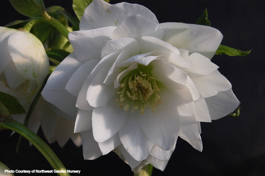 Helleborus 'SPARKLING DIAMOND' from the WINTER JEWELS® series, Spring ...